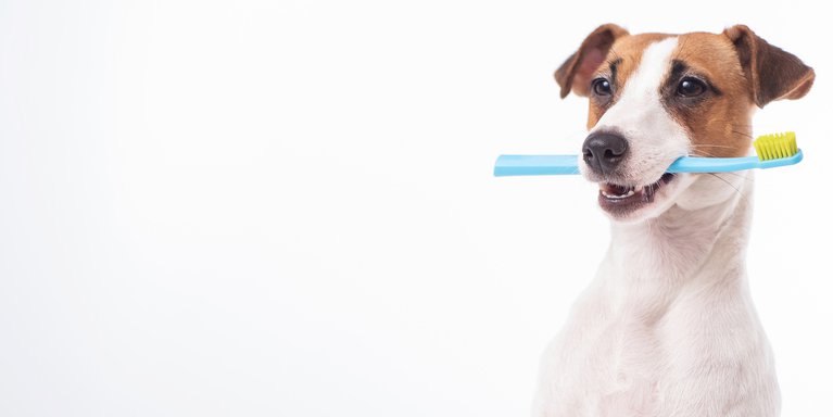 ¿Qué es una exodoncia? | Blog UE