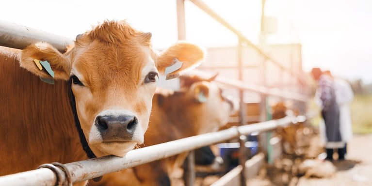 What Is Biotechnology in Animals? | UE Blog