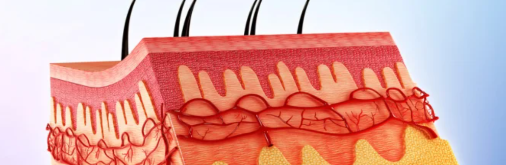 Sistema Tegumentario La Piel O Sistema Tegumentario